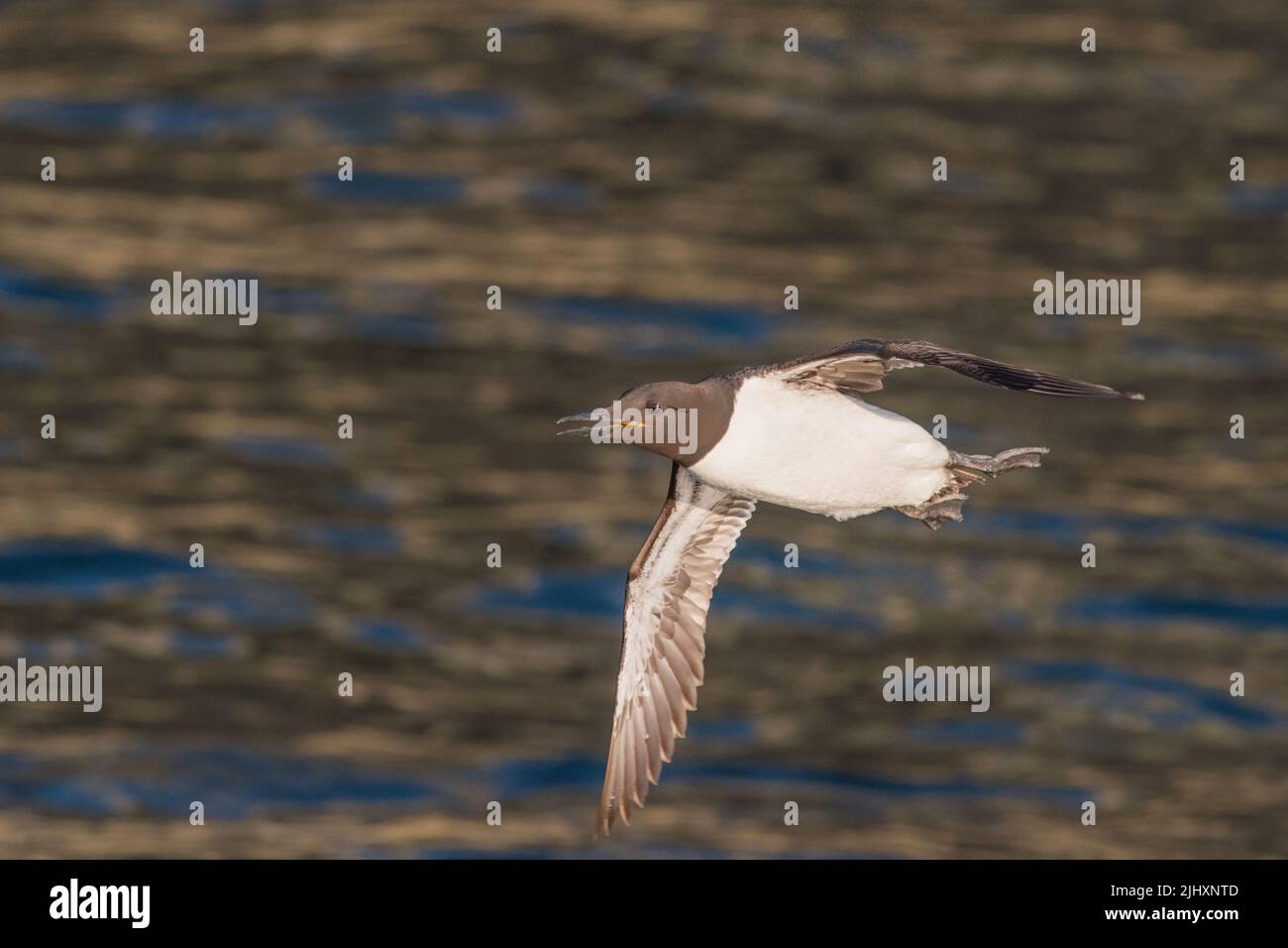Guillemot in flight at Grassholm Island, Pembrokeshire, Wales, UK Stock ...
