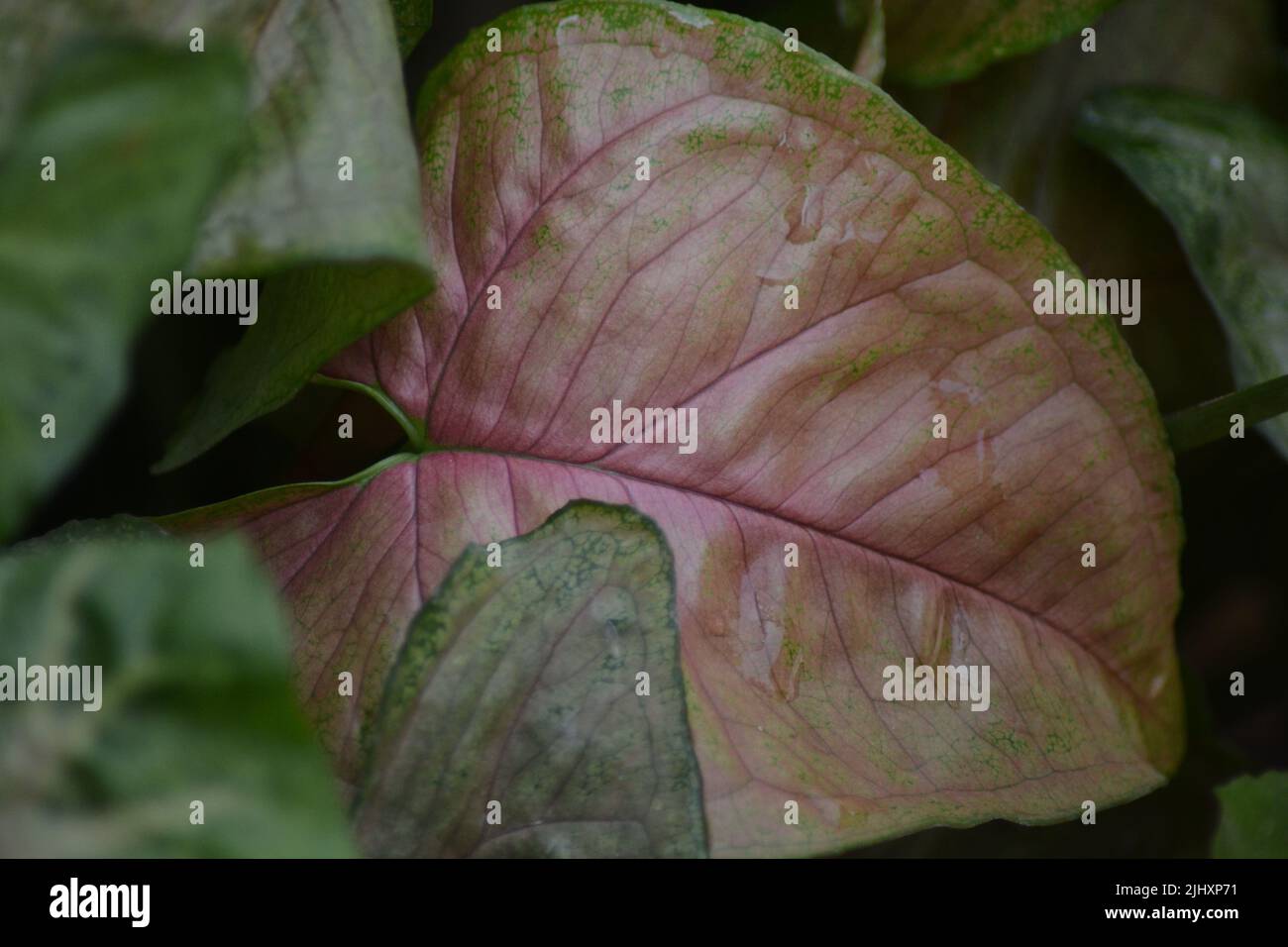 Red veins in leaves hi-res stock photography and images - Alamy