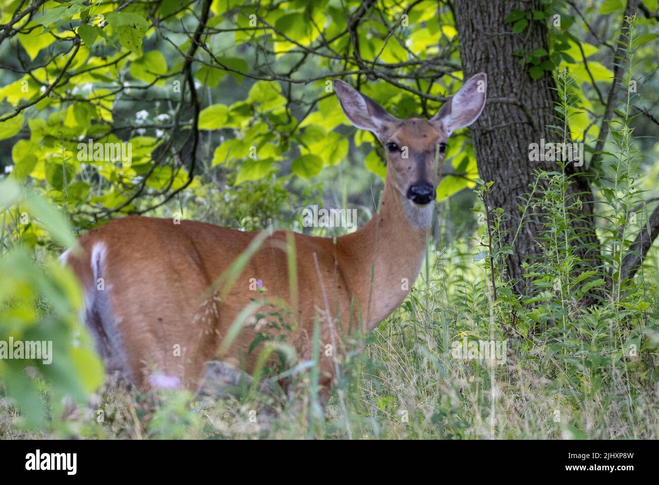 Deer with trees hi-res stock photography and images - Alamy
