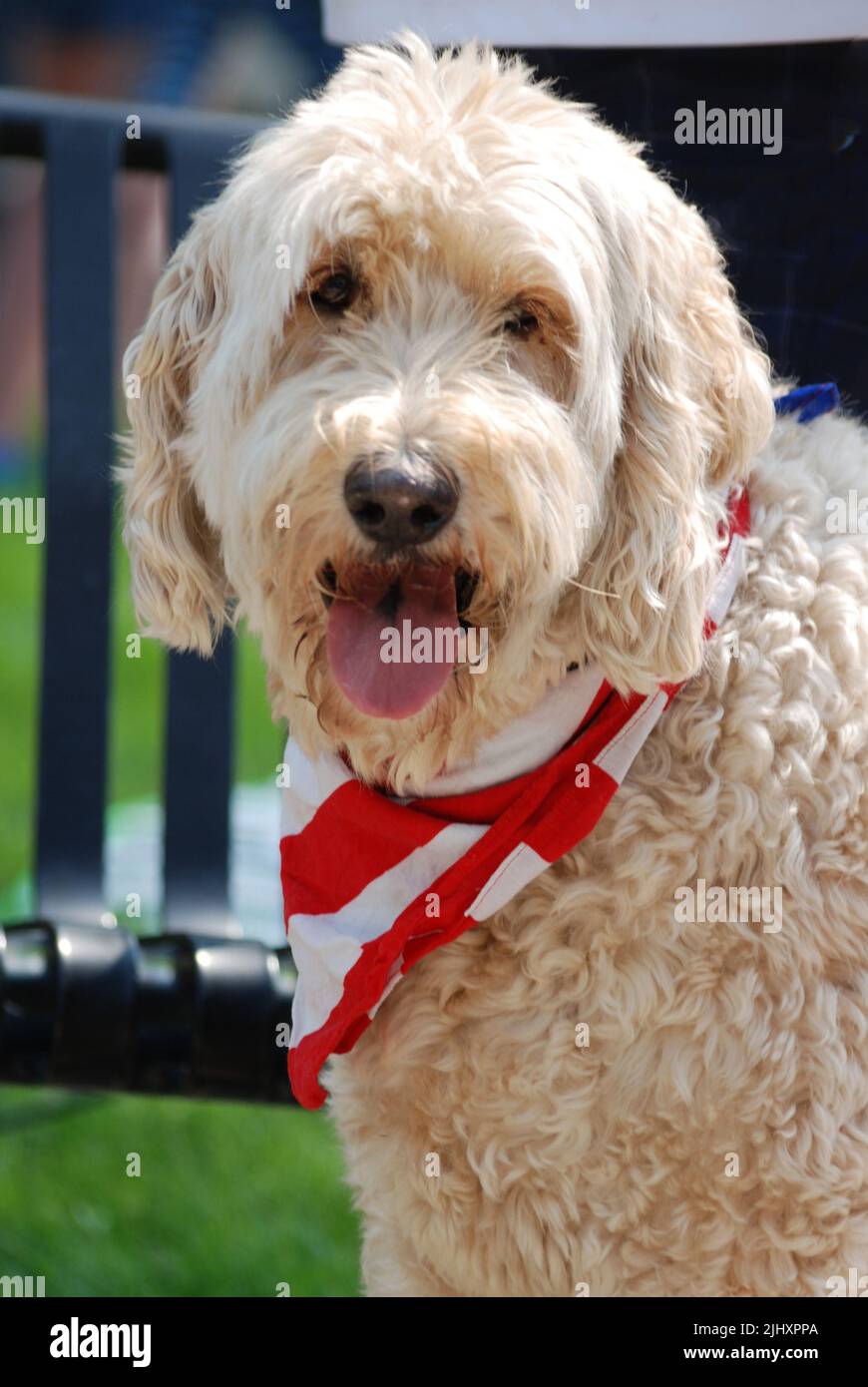 A smiling Goldendoodle dog smiling as he wears a flag scarf on the 4th ...