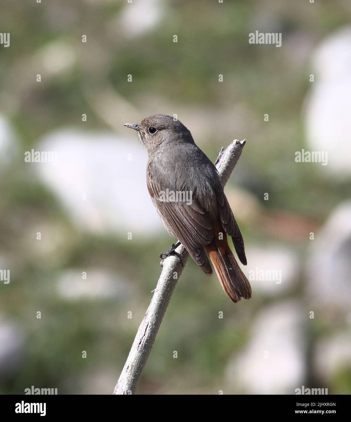 Black redstart bird hi-res stock photography and images - Alamy
