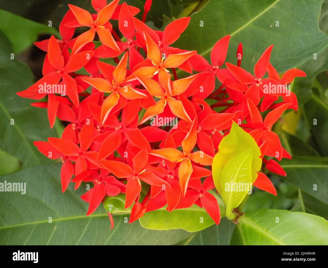 Natural flowers hi-res stock photography and images - Alamy