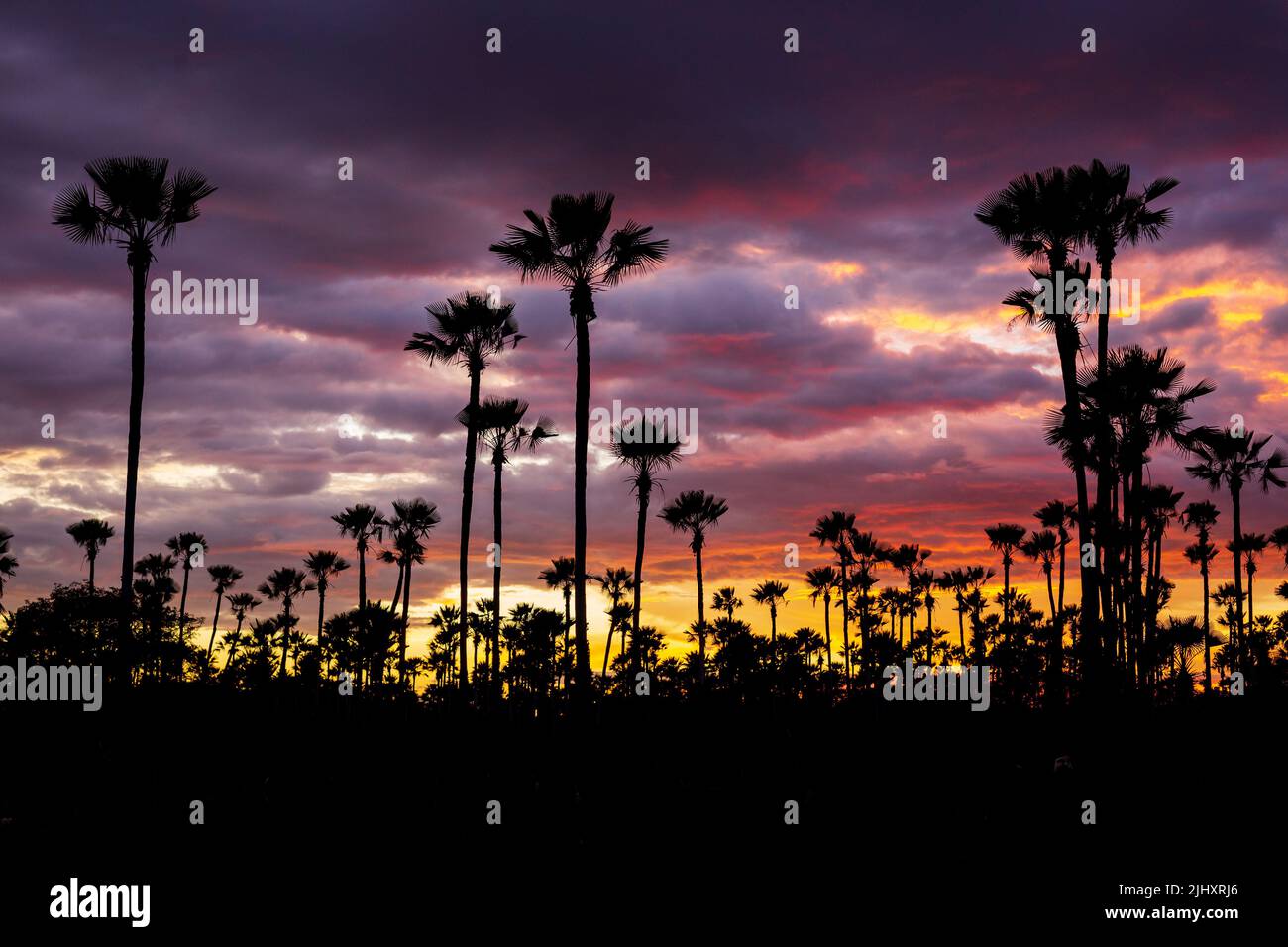 carnauba (copernicia prunifera) - palmtree native to northeastern ...