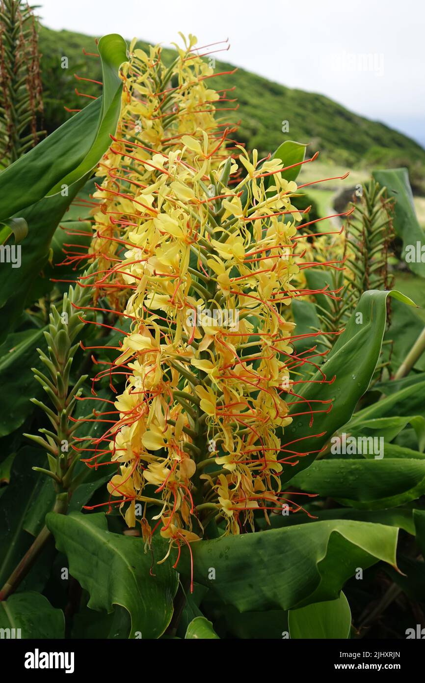 Kahili ginger ginger lily hedychium hi-res stock photography and images ...