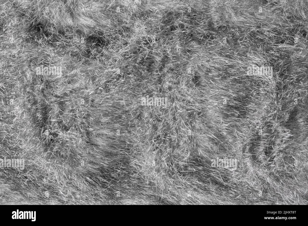 Grey fur texture hi-res stock photography and images - Alamy