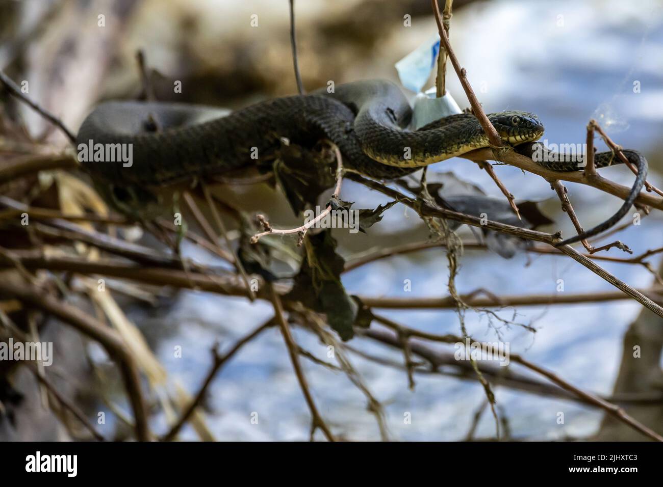 A closeup shot of a common viper snake wrapped up in a tree branch ...
