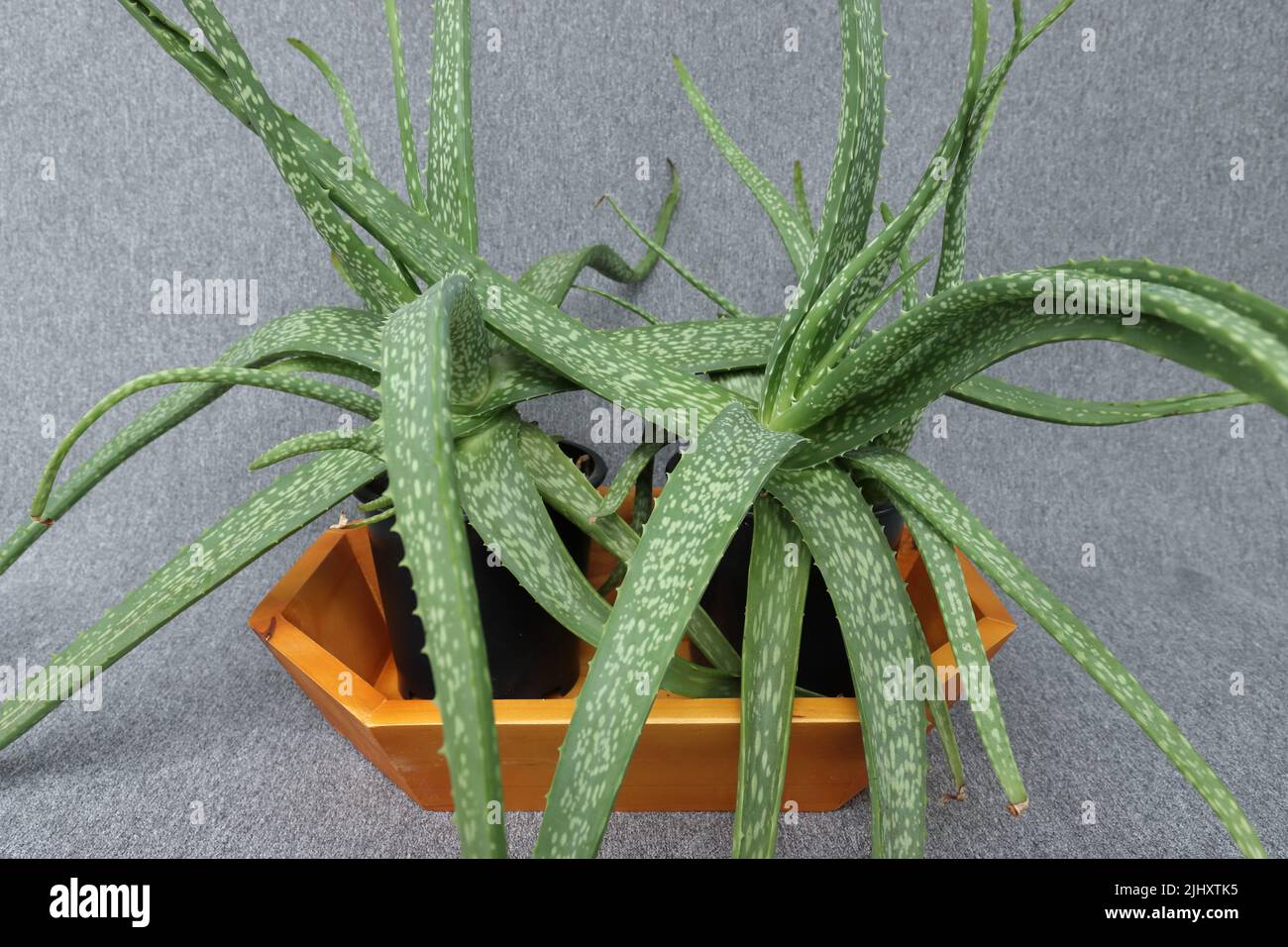 Aloe Vera Plant on outdoor wooden pots. Aloe Vera plants healthy skin ...