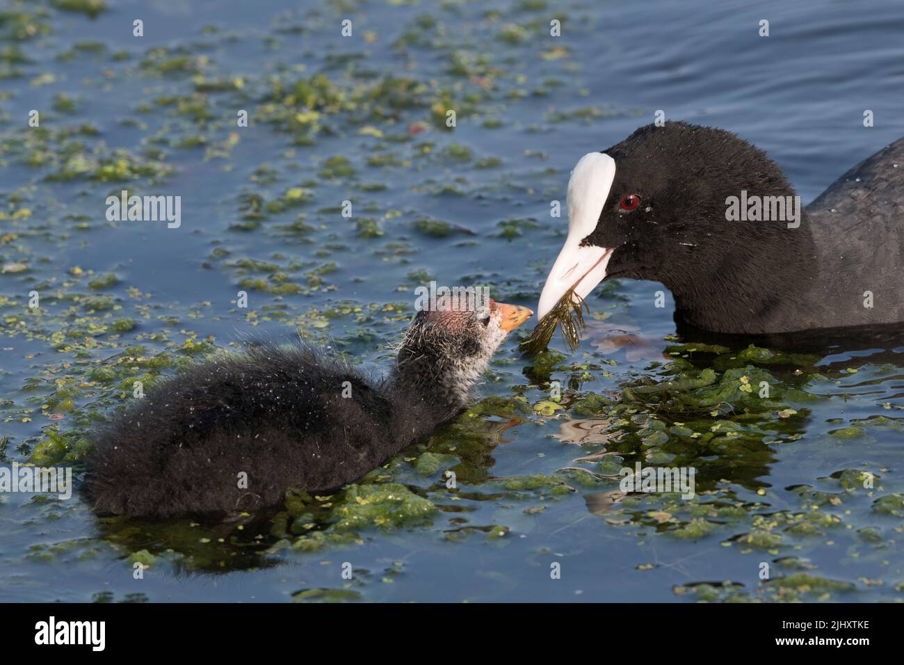 Animal parent run hi-res stock photography and images - Alamy