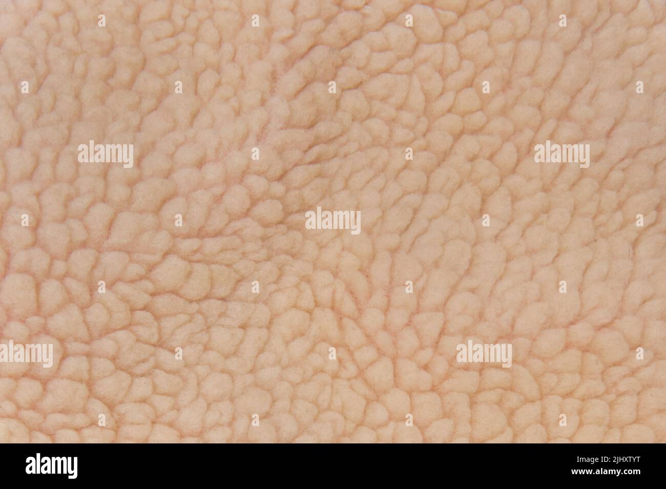 Yellow sheep material wool fur soft structure fleece fabric background ...