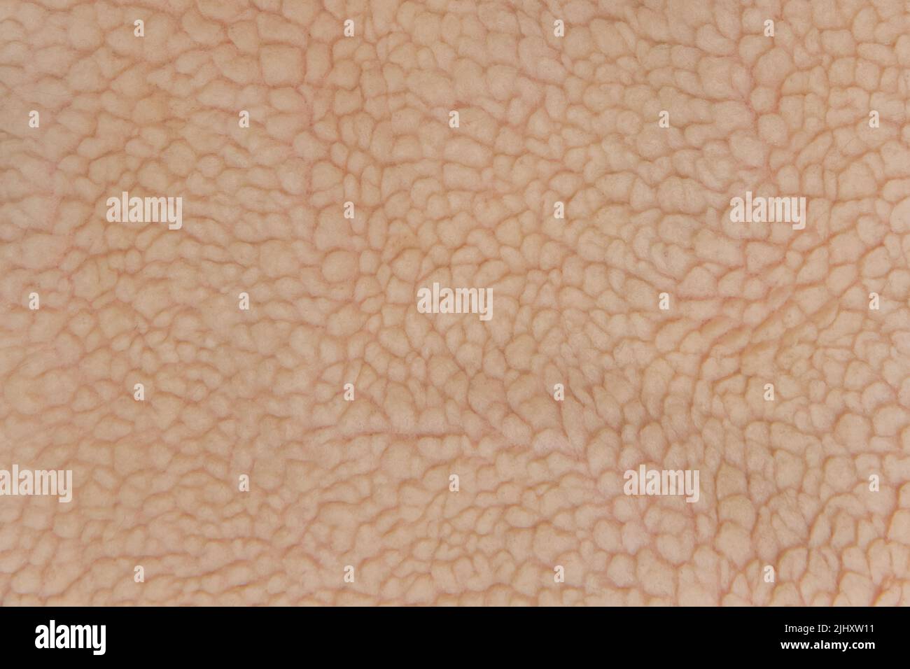 Yellow sheep material wool fur soft structure fleece fabric background ...