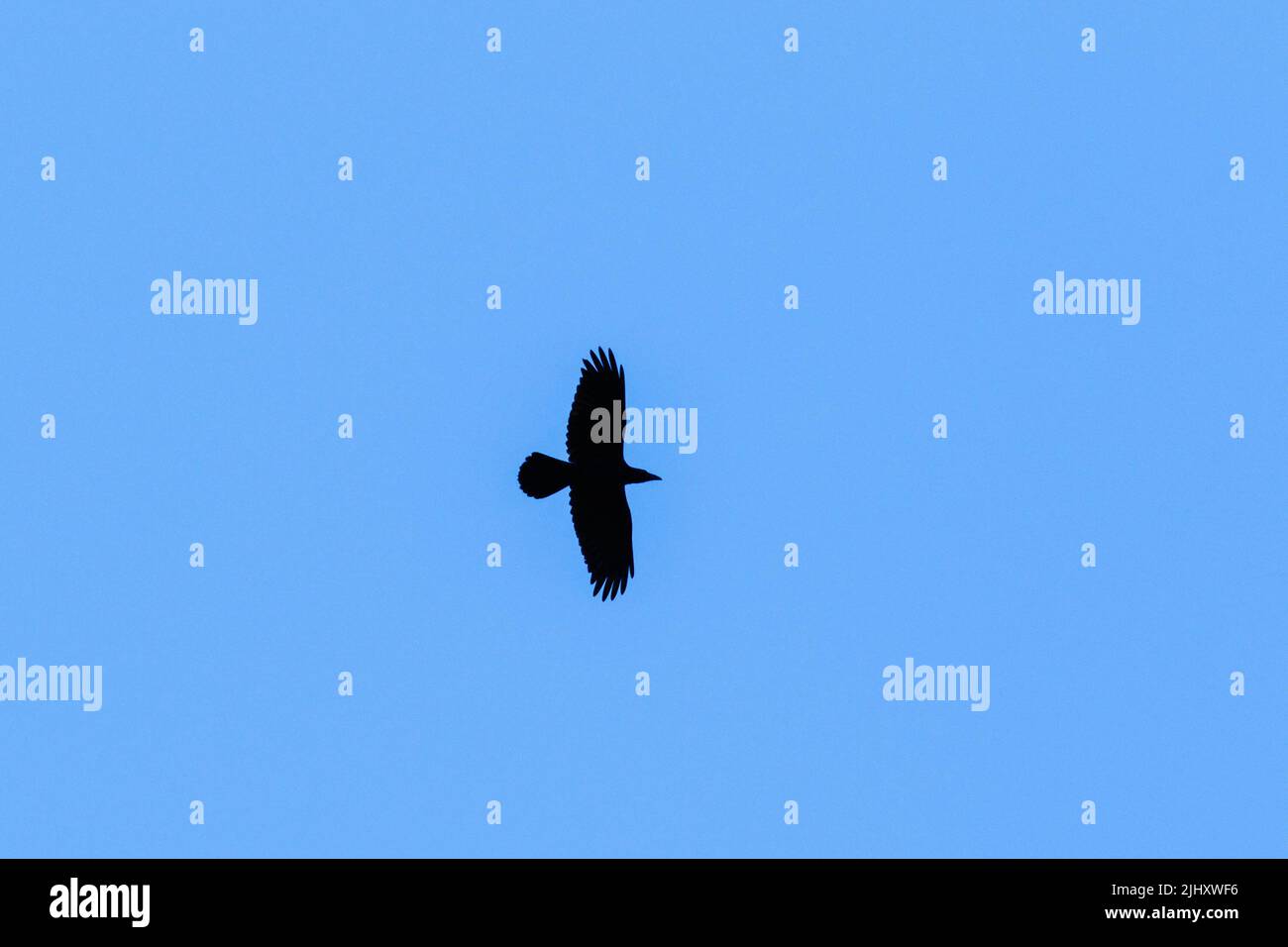 Raven silhouettes hi-res stock photography and images - Alamy