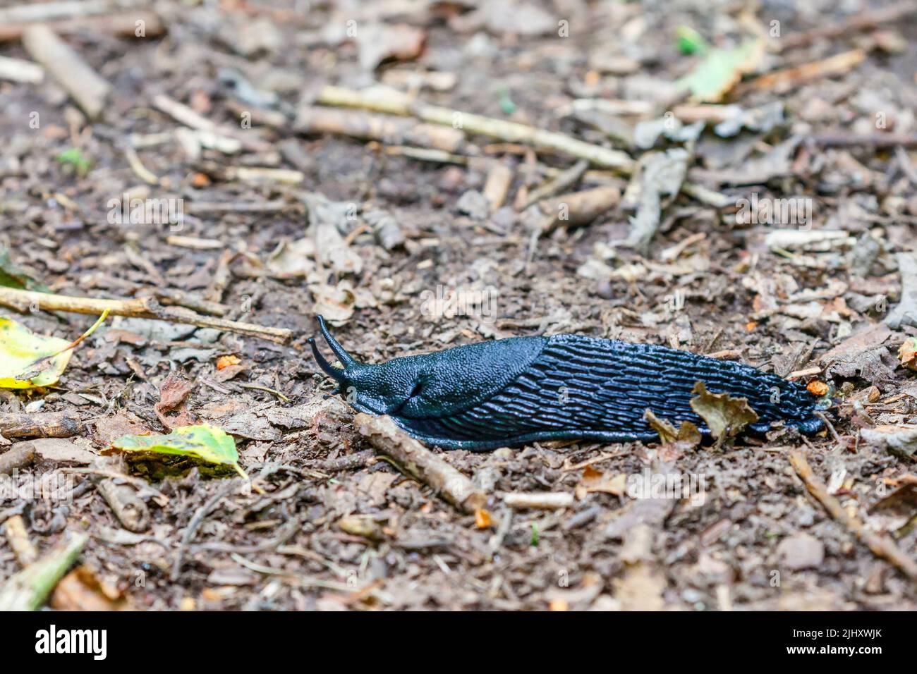 Slug crawling hi-res stock photography and images - Alamy