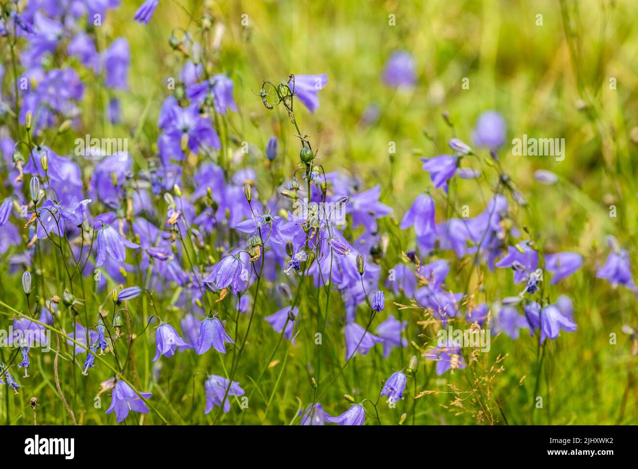 Harebell campanula rotundifolia plants on hi-res stock photography and ...
