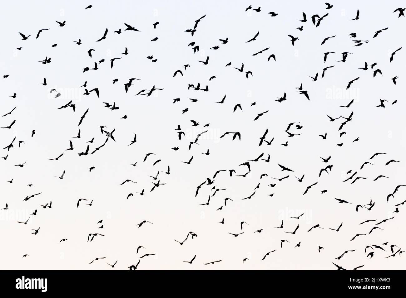 Jackdaws group hi-res stock photography and images - Alamy