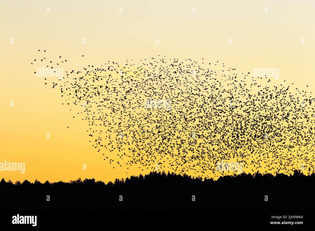 Big bird flock in the evening sky over the forest in silhouette Stock ...