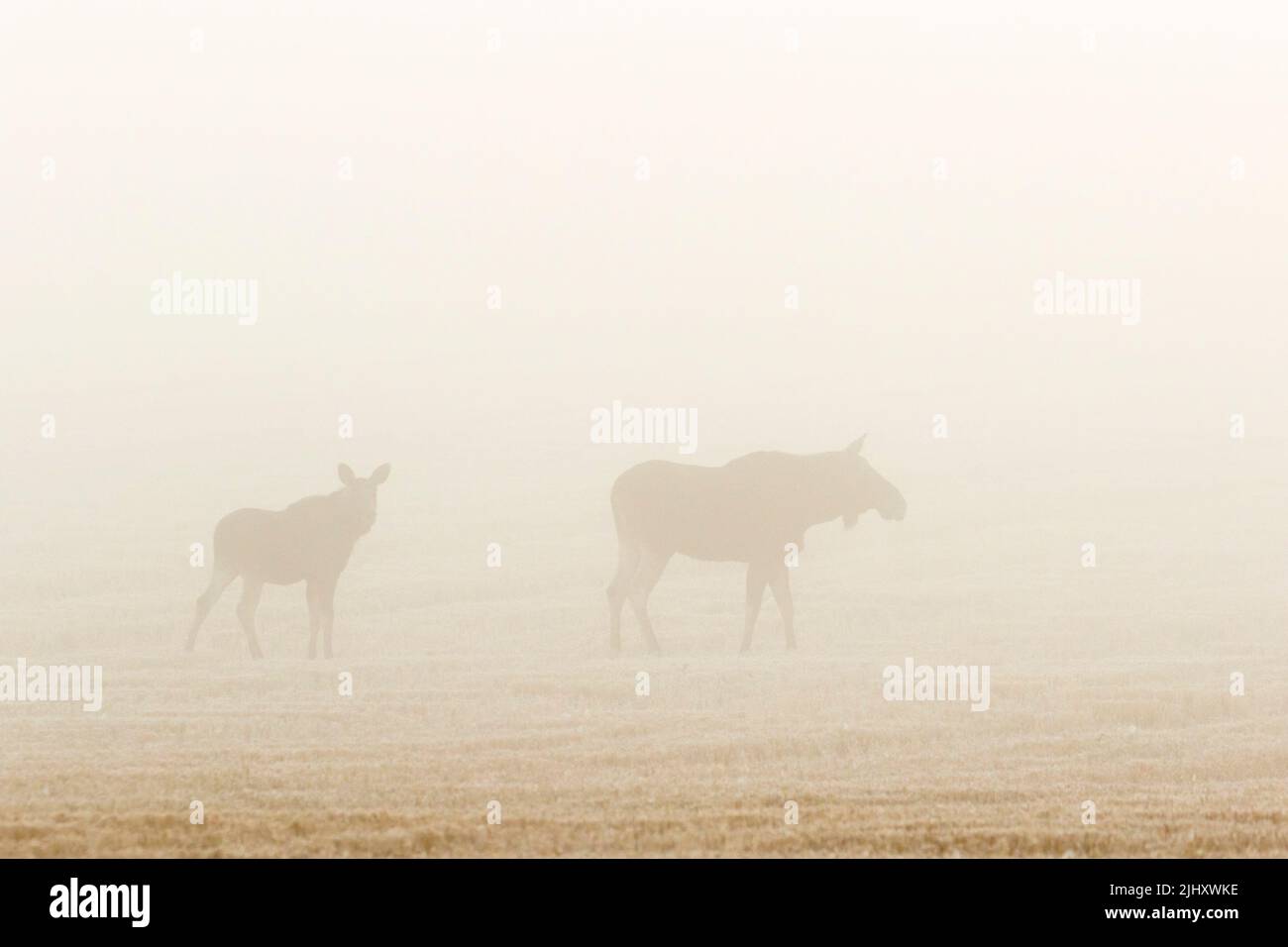 Moose calf with his mother in mist Stock Photo - Alamy