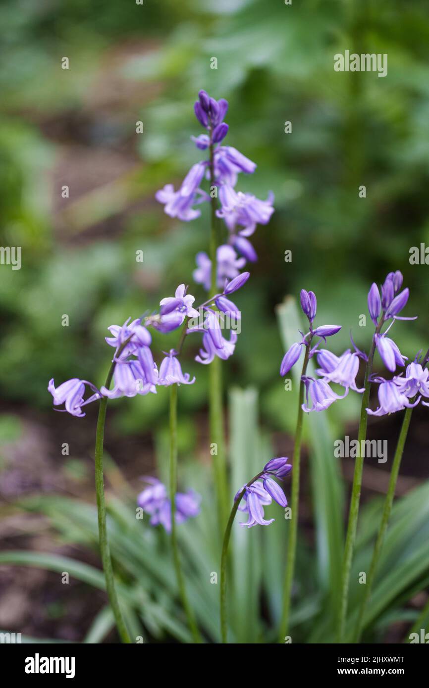 A vertical shot of beautiful bluebells at Daisy Nook Country Park Stock ...