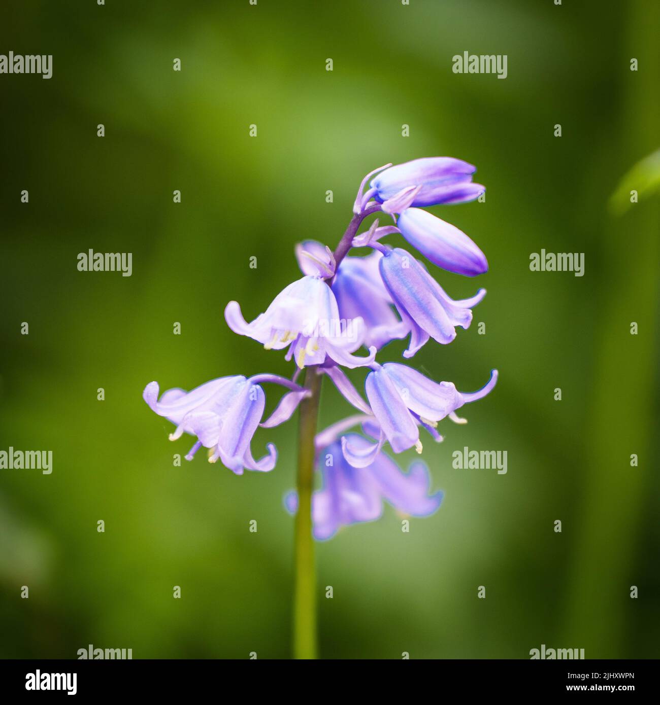 Daisy nook hi-res stock photography and images - Alamy