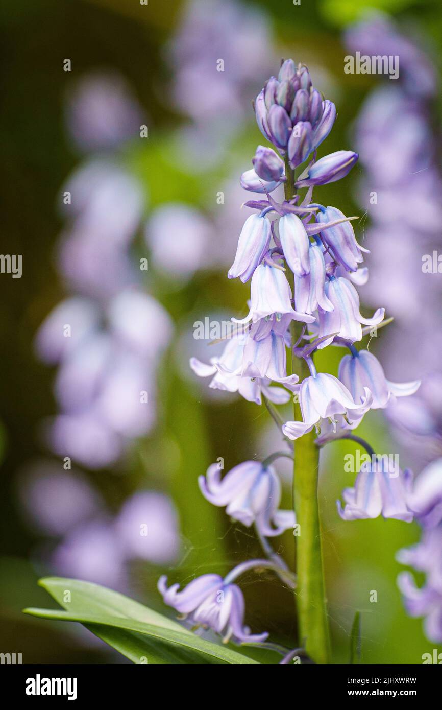 A vertical shot of beautiful bluebells at Daisy Nook Country Park Stock ...