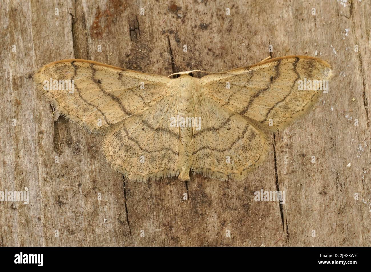 Closeup on the Riband Wave geometer moth, Idaea aversata, sitting with ...