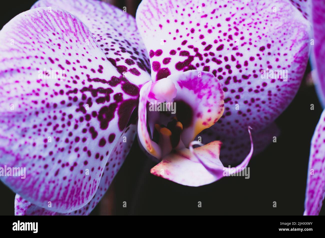 Macro photo of an orchid Stock Photo - Alamy