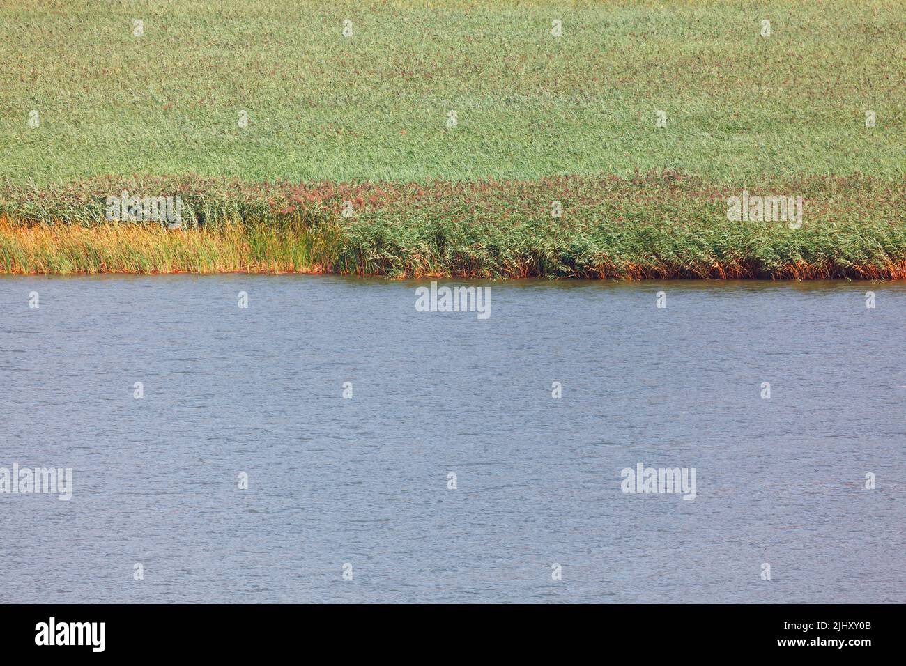 Swamp surface with reed . Wetland with sedge plants Stock Photo - Alamy