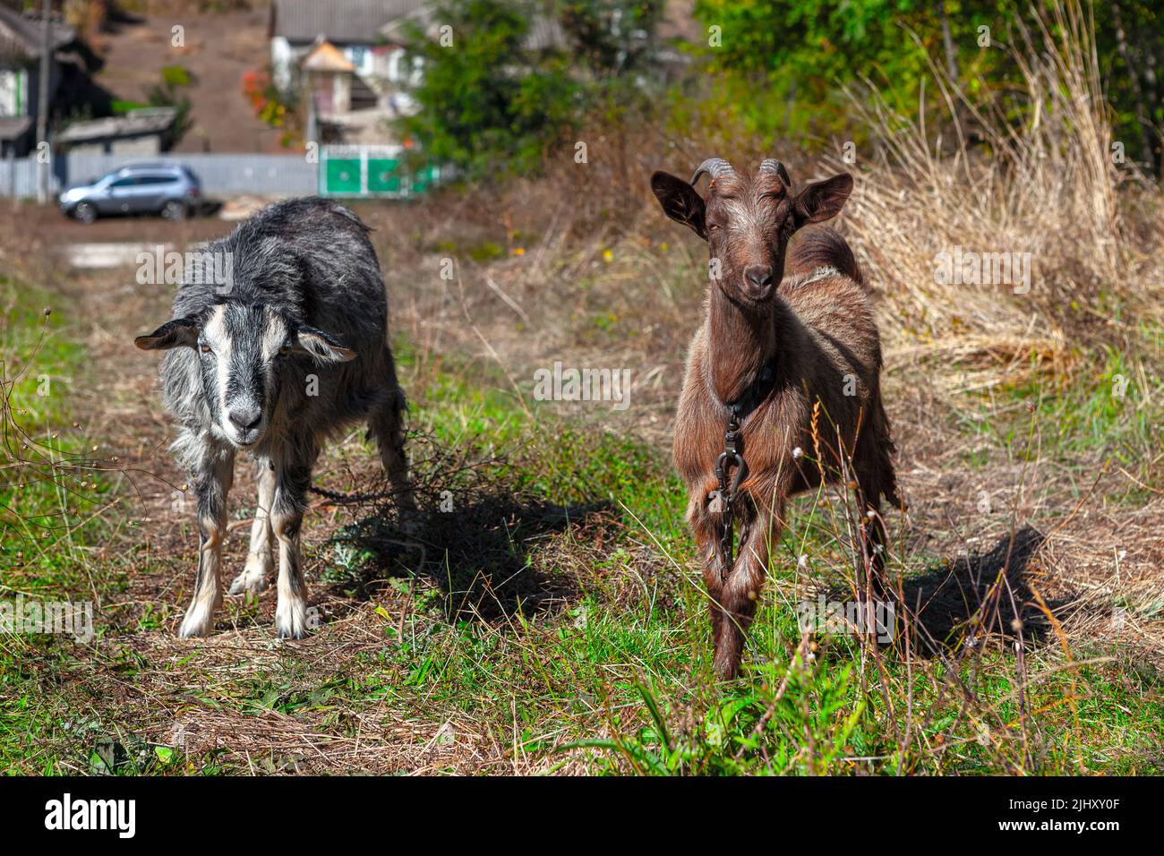 Two goats in village . Farm animals at countryside Stock Photo - Alamy