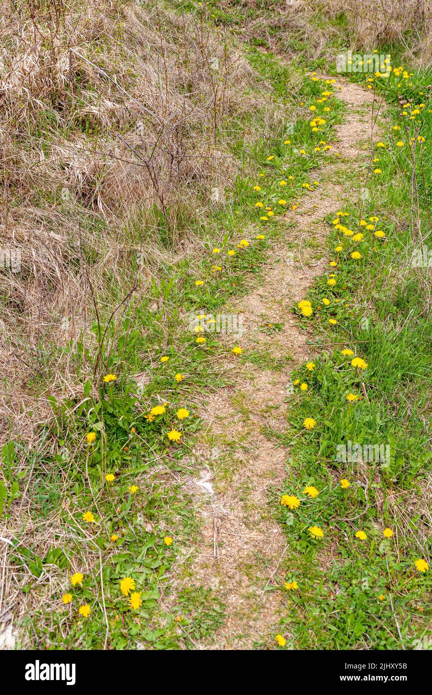 A vertical shot of a small walking path in a rural area surrounded by ...