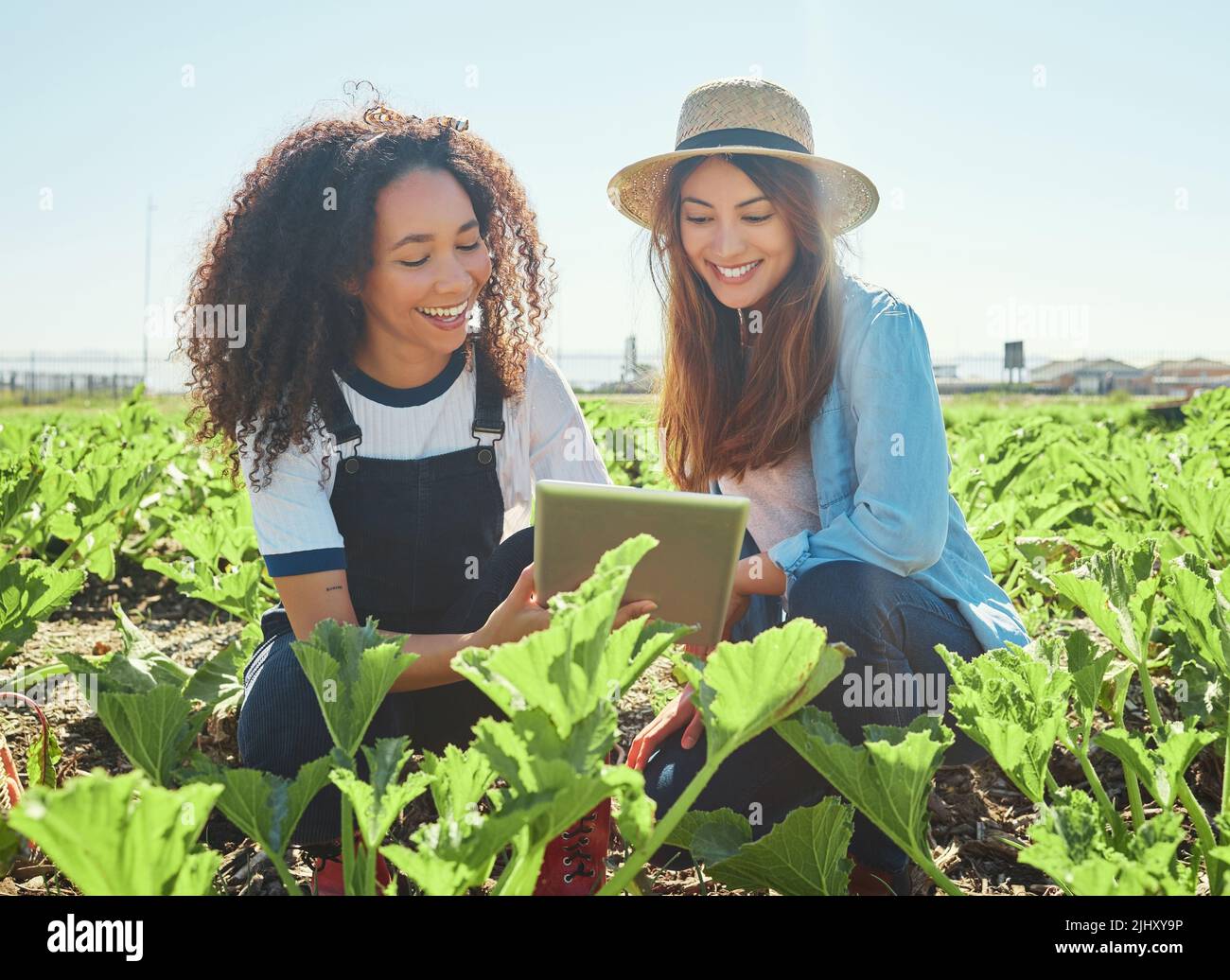 Helping each other achieve their best. two female farmers checking ...