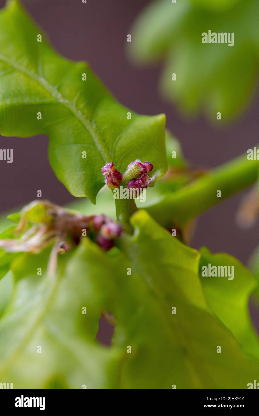 Female flowers of Quercus robur Stock Photo - Alamy