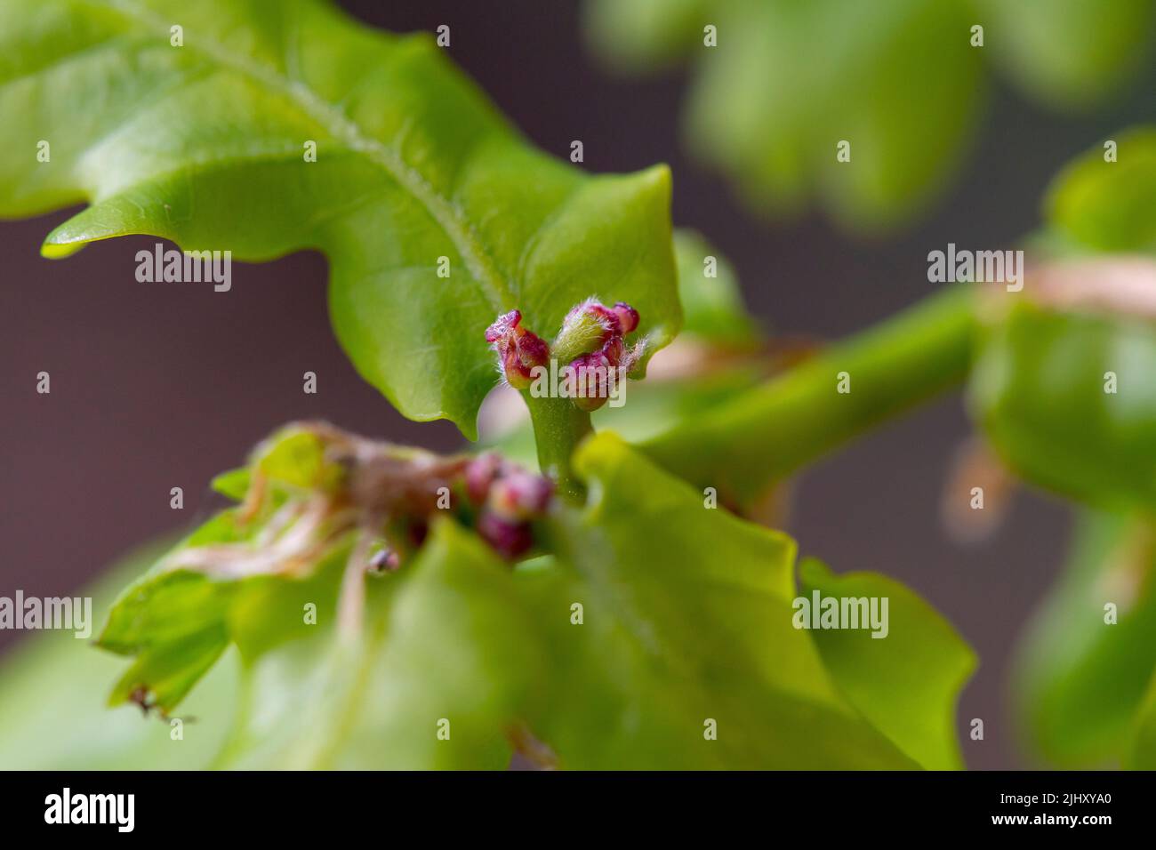 Female flowers of Quercus robur Stock Photo - Alamy