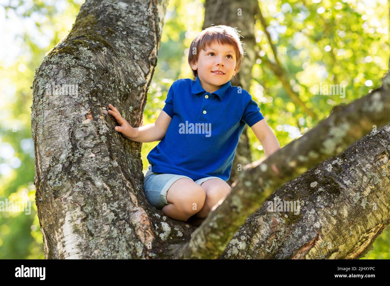 happy little boy climbing tree at park Stock Photo - Alamy