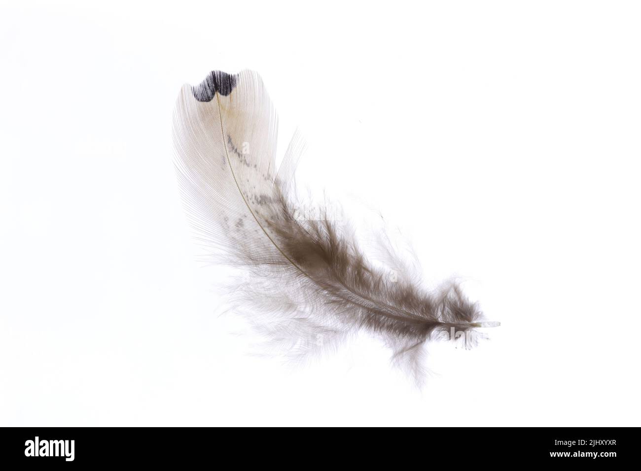 Pheasant feathers pattern hi-res stock photography and images - Alamy