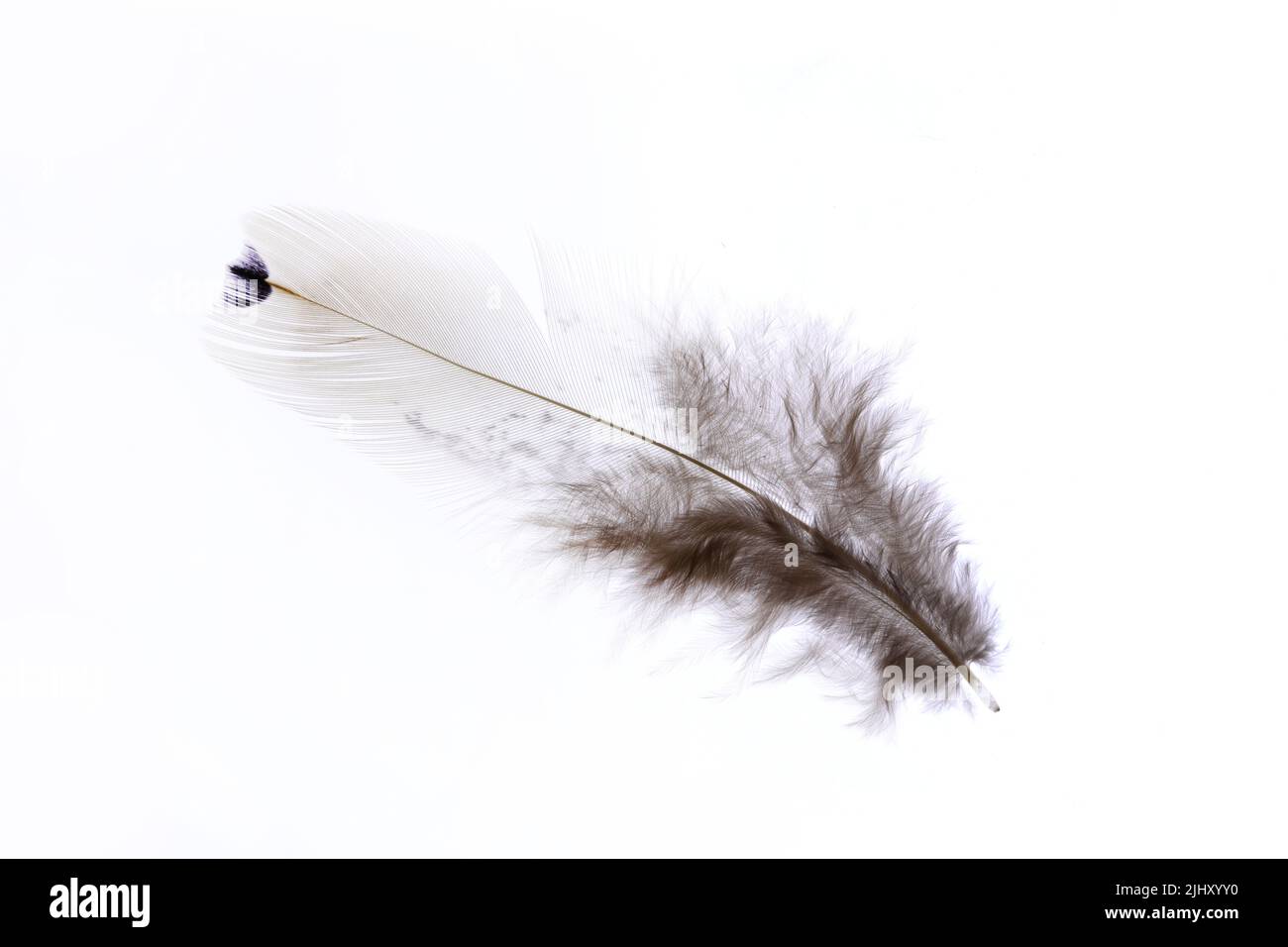 Fluffy feather plumage hi-res stock photography and images - Alamy