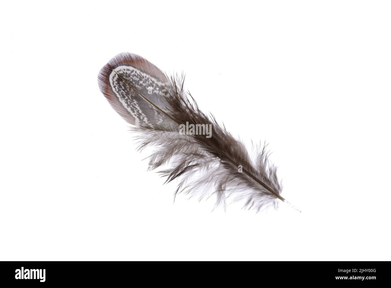 Pheasant feather hi-res stock photography and images - Alamy