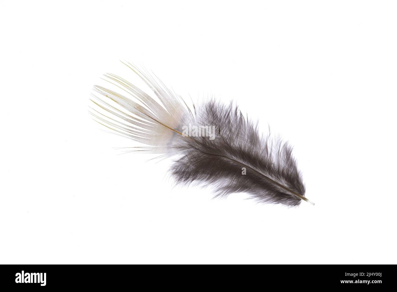 Pheasant feather hi-res stock photography and images - Alamy