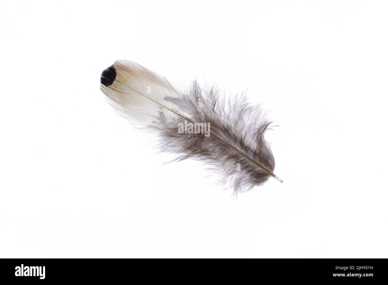Pheasant feathers pattern hi-res stock photography and images - Alamy