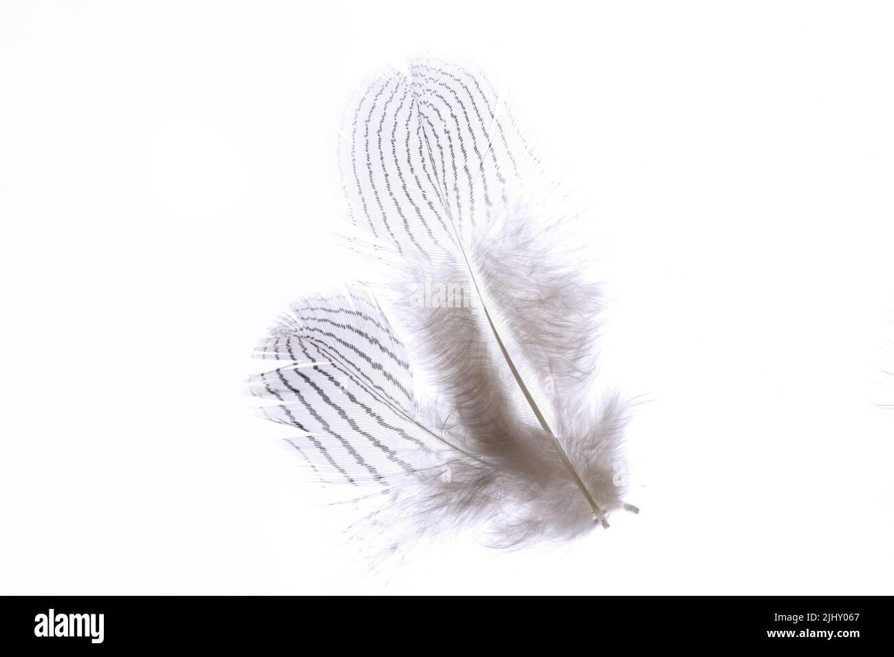 Feathers texture hi-res stock photography and images - Alamy