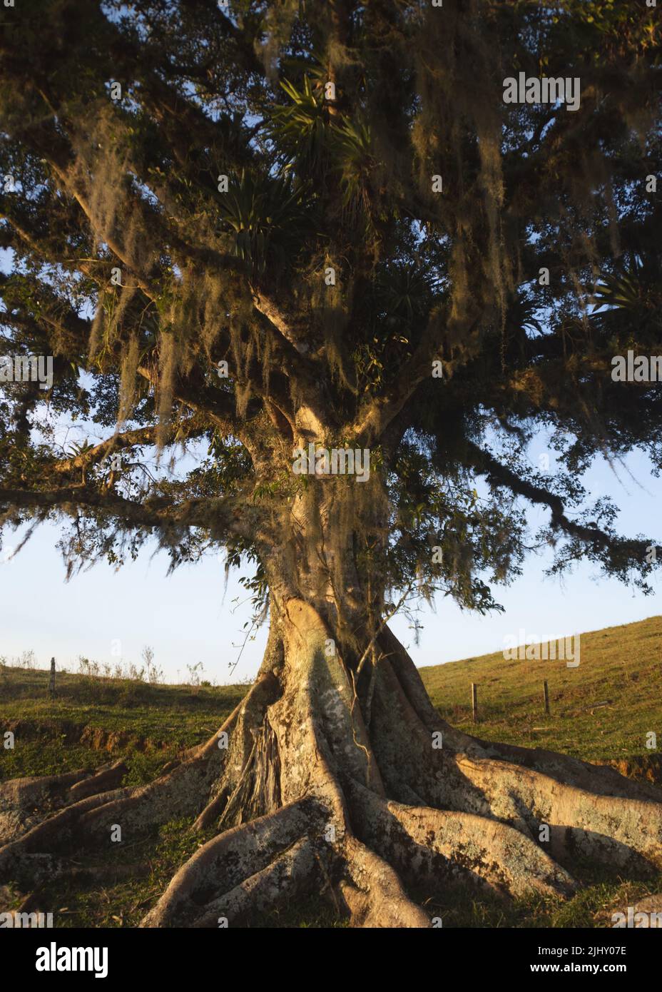 A vertical shot of an old short tree with solid roots and branches on ...