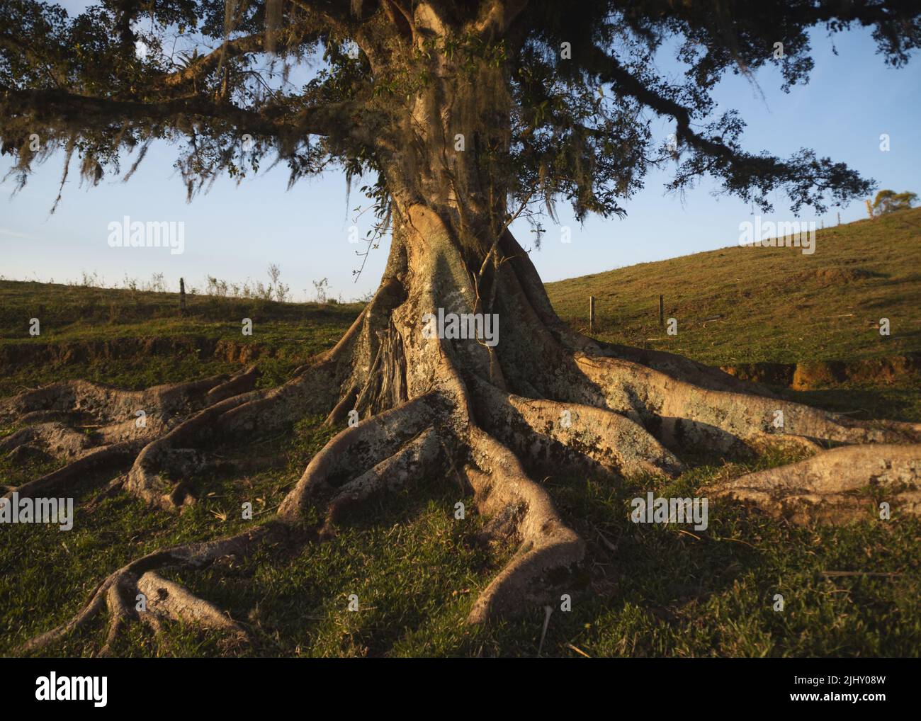 A vertical shot of an old short tree with solid roots and branches on ...