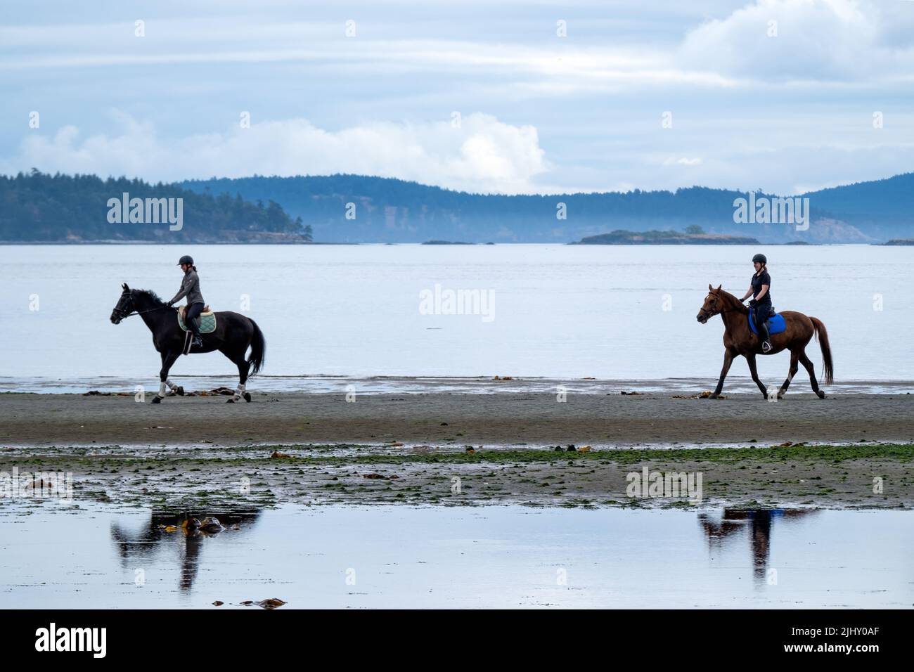 reflecting people Horseback riding on the beach at Island View Beach ...