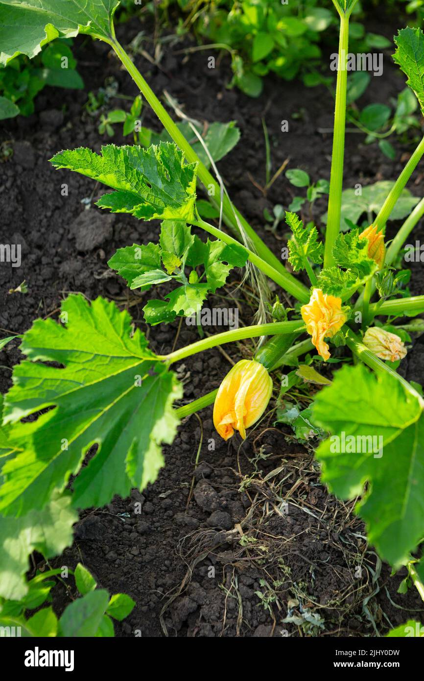 Blooming zucchini plants in vegetables garden organic food Stock Photo ...