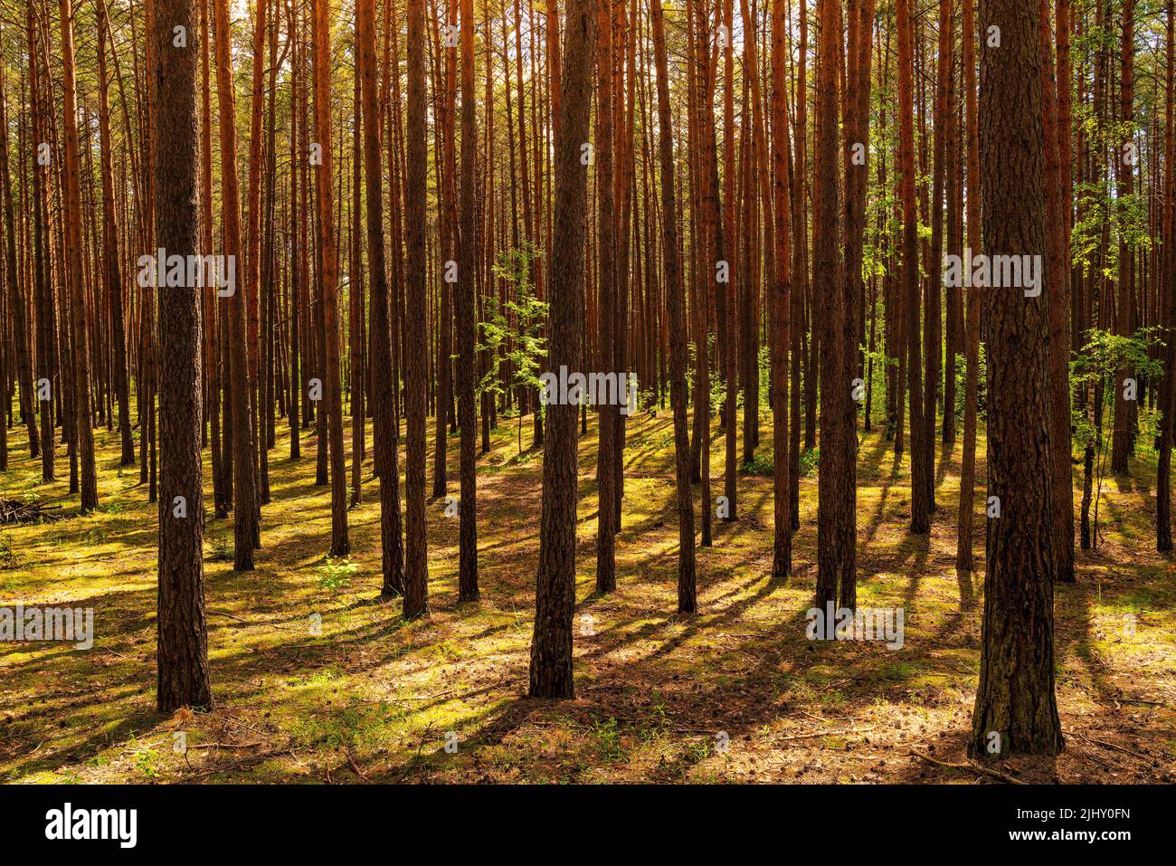 Sunset or dawn in a pine forest in spring or early summer. The sun ...