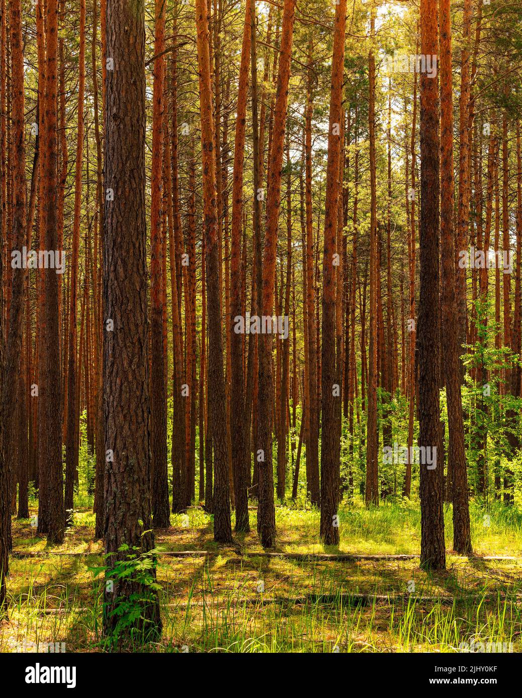 Sunset or dawn in a pine forest in spring or early summer. The sun ...