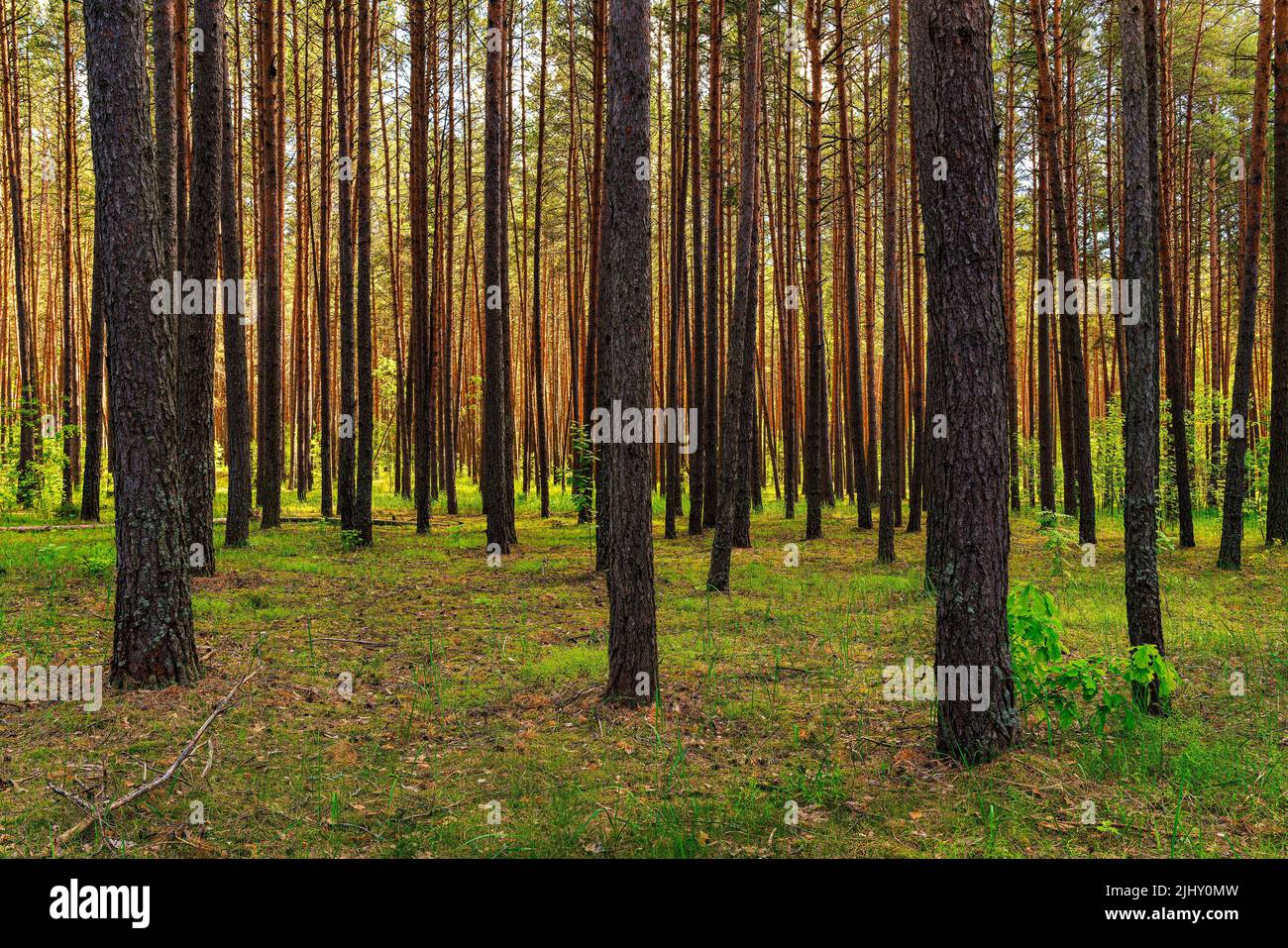 Pine forest in spring or early summer. Trunks of pines Stock Photo - Alamy