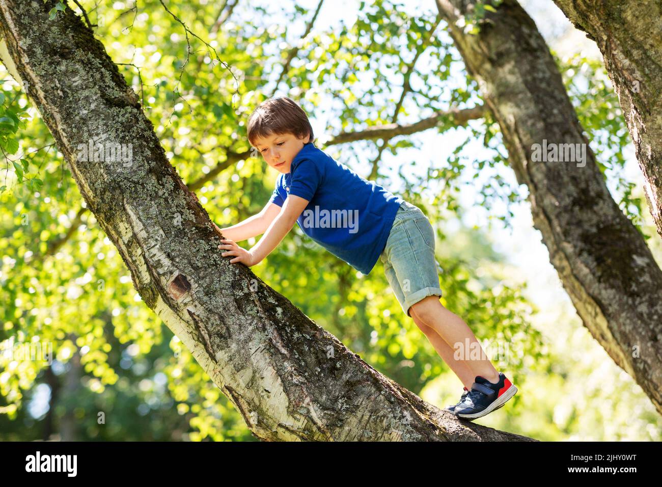 happy little boy climbing tree at park Stock Photo - Alamy
