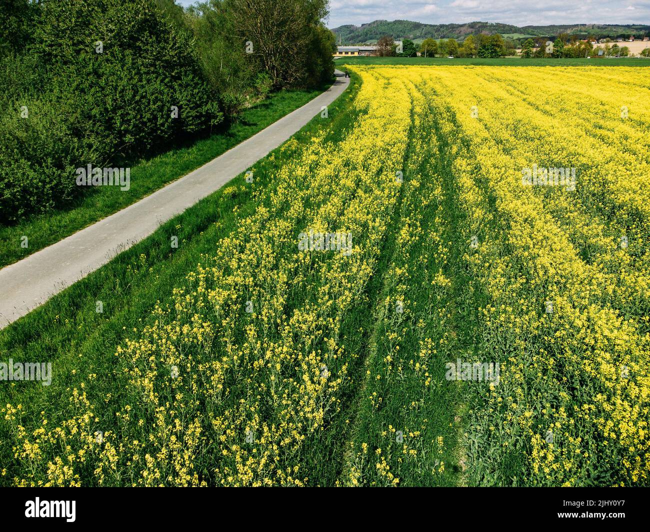 A beautiful aerial view of green raps field on a sunny morning Stock ...