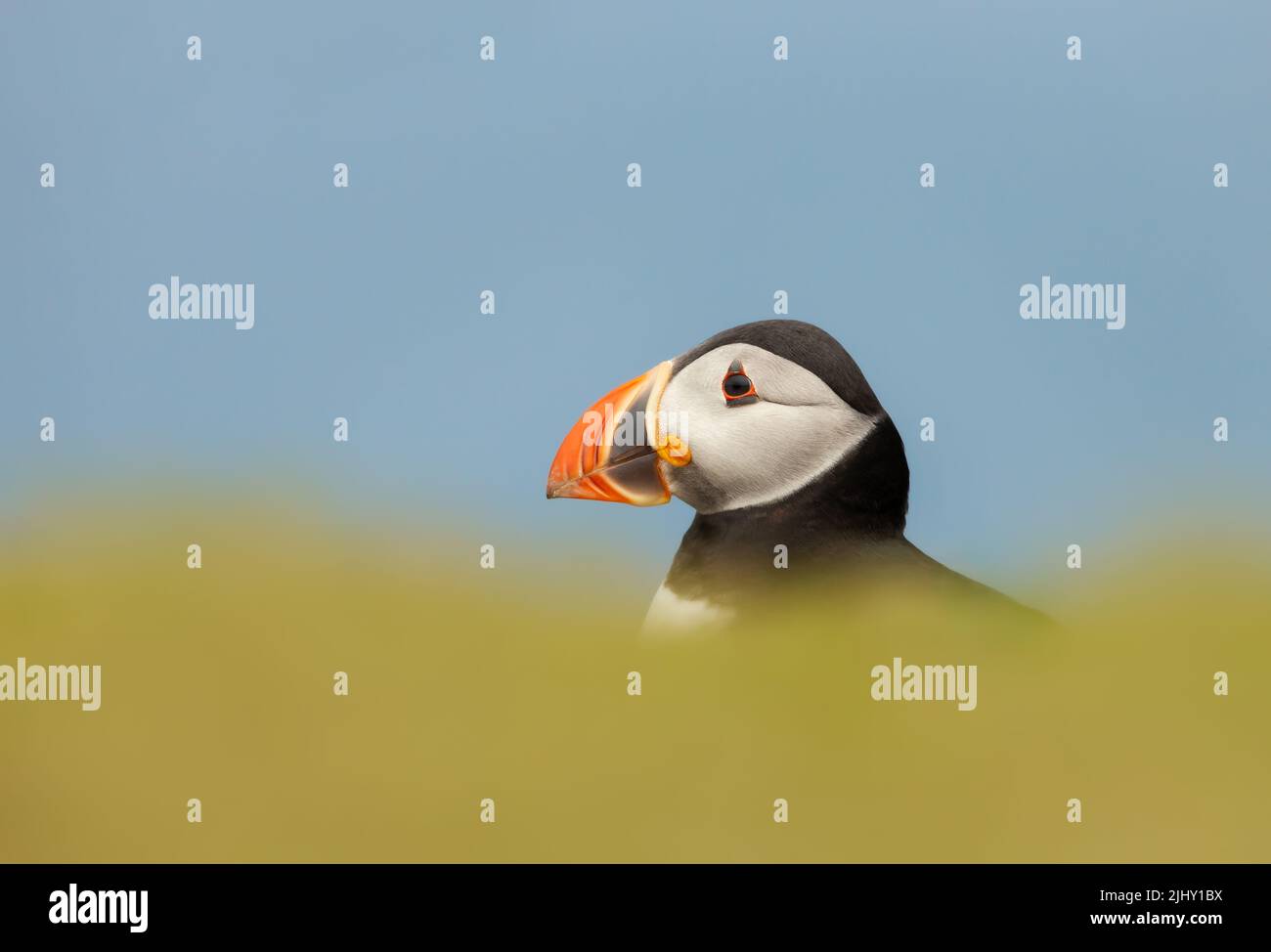 Portrait of Atlantic puffin against blue background, Scotland, UK Stock ...