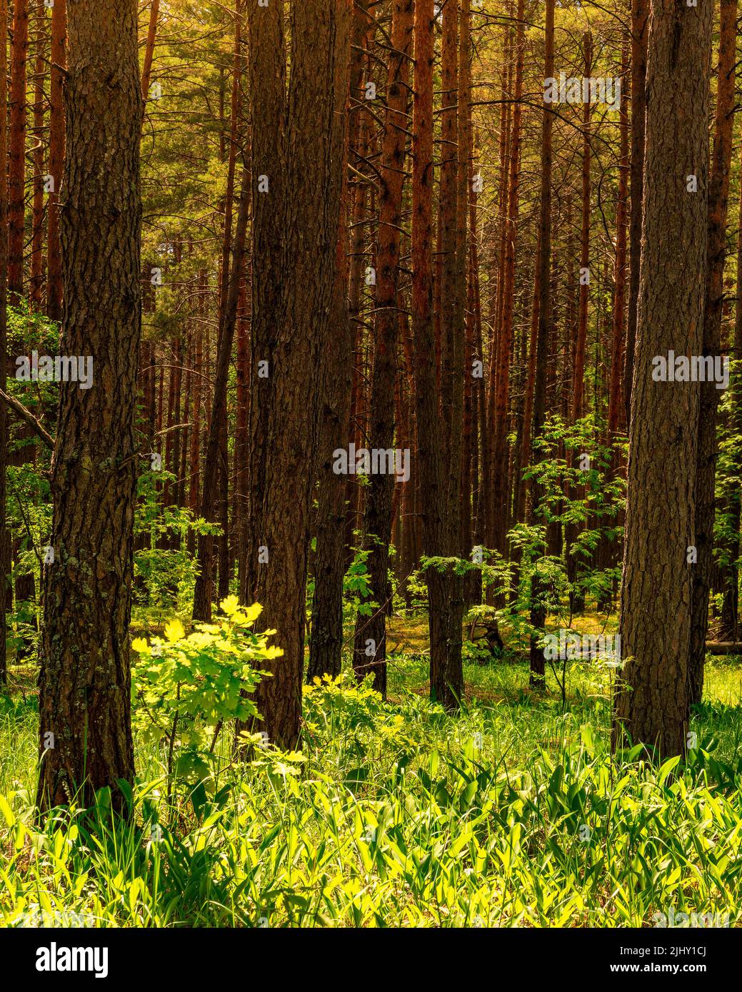 Sunset or dawn in a pine forest with lilies of the valley blooming on ...