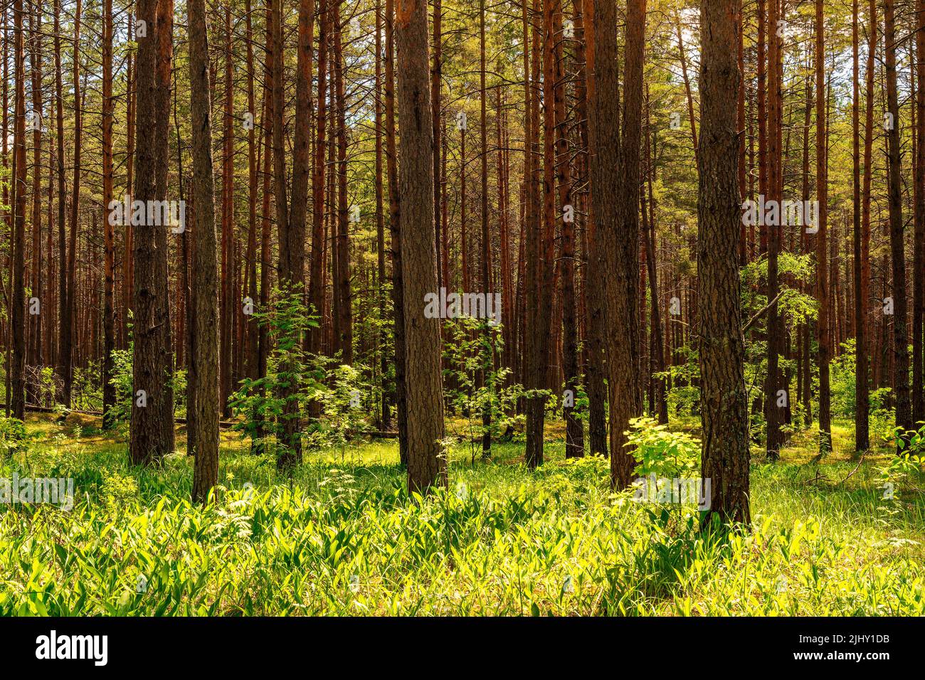 Sunset or dawn in a pine forest with lilies of the valley blooming on ...